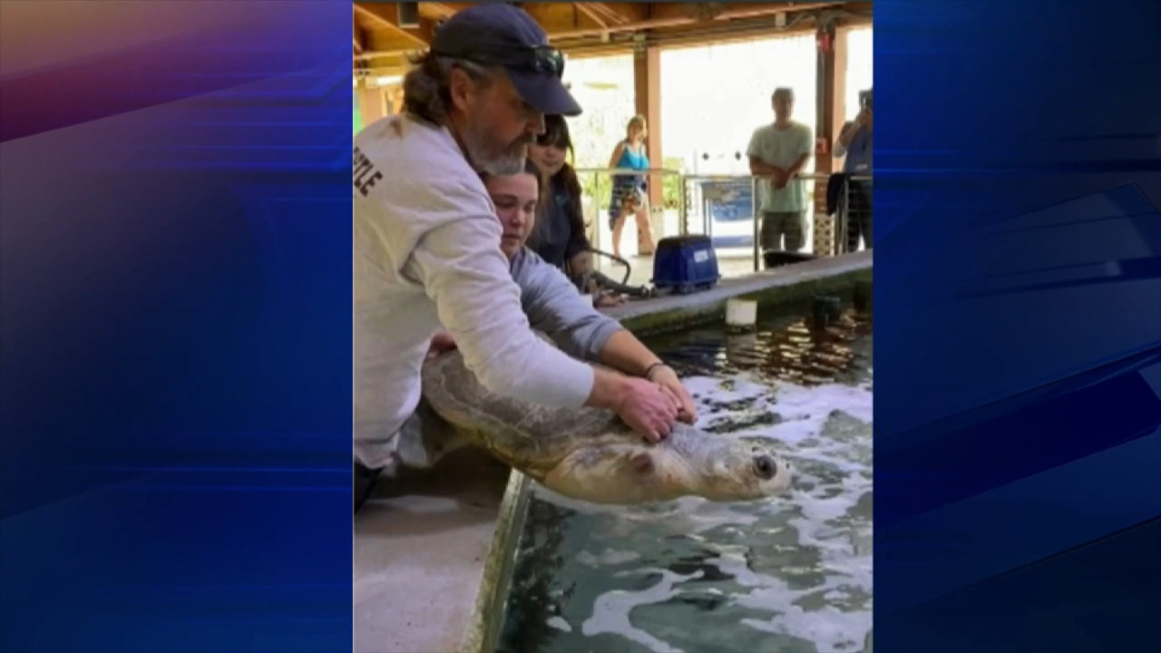 Rare amputee sea turtle finds home at Gumbo Limbo Research Center ...