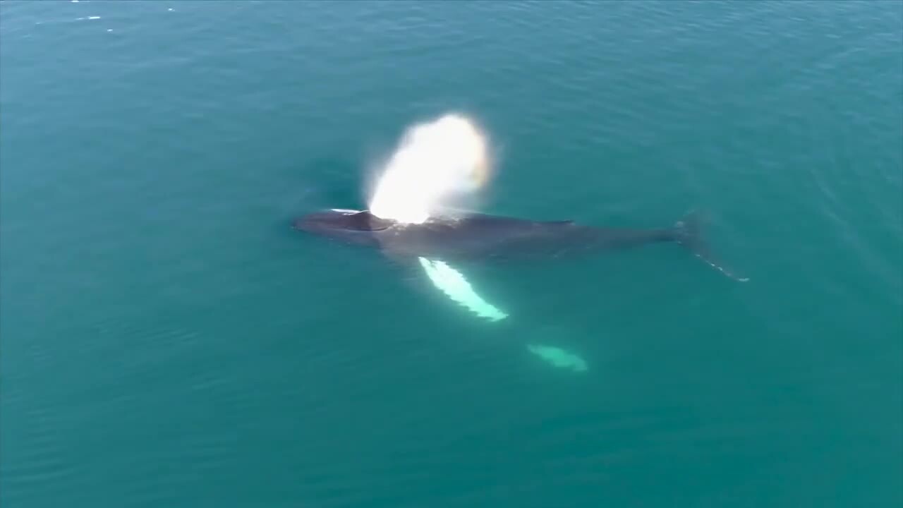 Scientists say they’ve discovered a ‘phonetic alphabet’ in whale calls ...