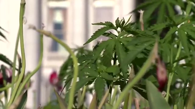 Campaign to legalize recreational marijuana takes DeSantis ...