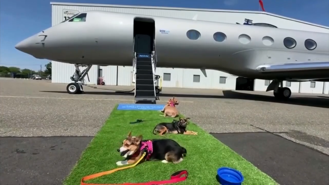 BARK launches first airline tailored for dogs - WSVN 7News | Miami News ...