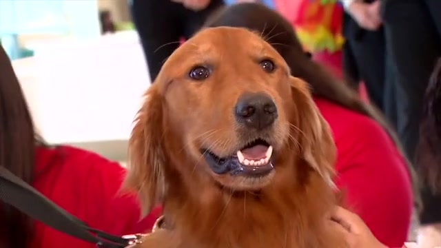 Goldie clocks in as newest therapy dog at Joe DiMaggio Children’s ...