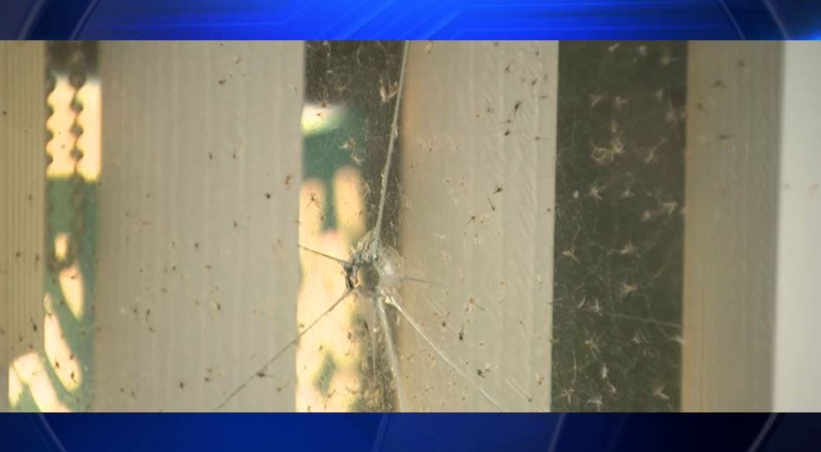 Serial slingshot shooter arrested after terrorizing Azusa for nearly a decade - WSVN 7News ...