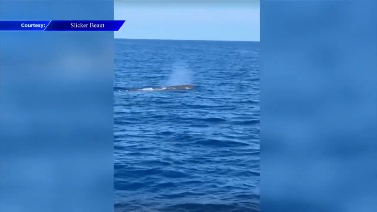 ‘It was impressive’: Boaters spot multiple whales off the coast of South Florida - WSVN 7News ...