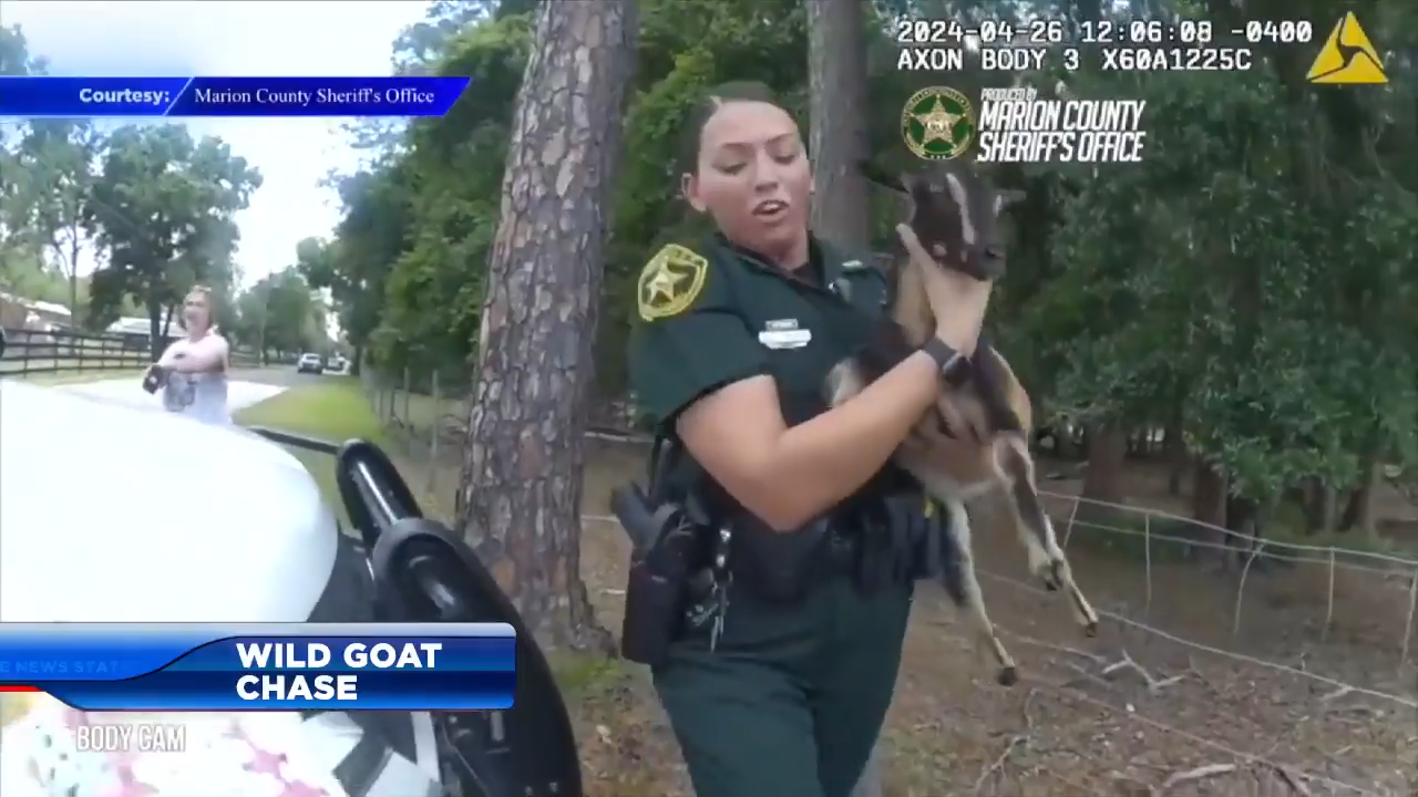 Marion County Police go on wild goat chase tracking down owner’s loose ...