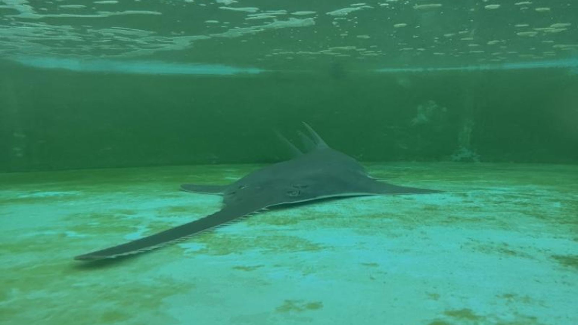 Mysterious affliction causing endangered sawfish to spin and die ...