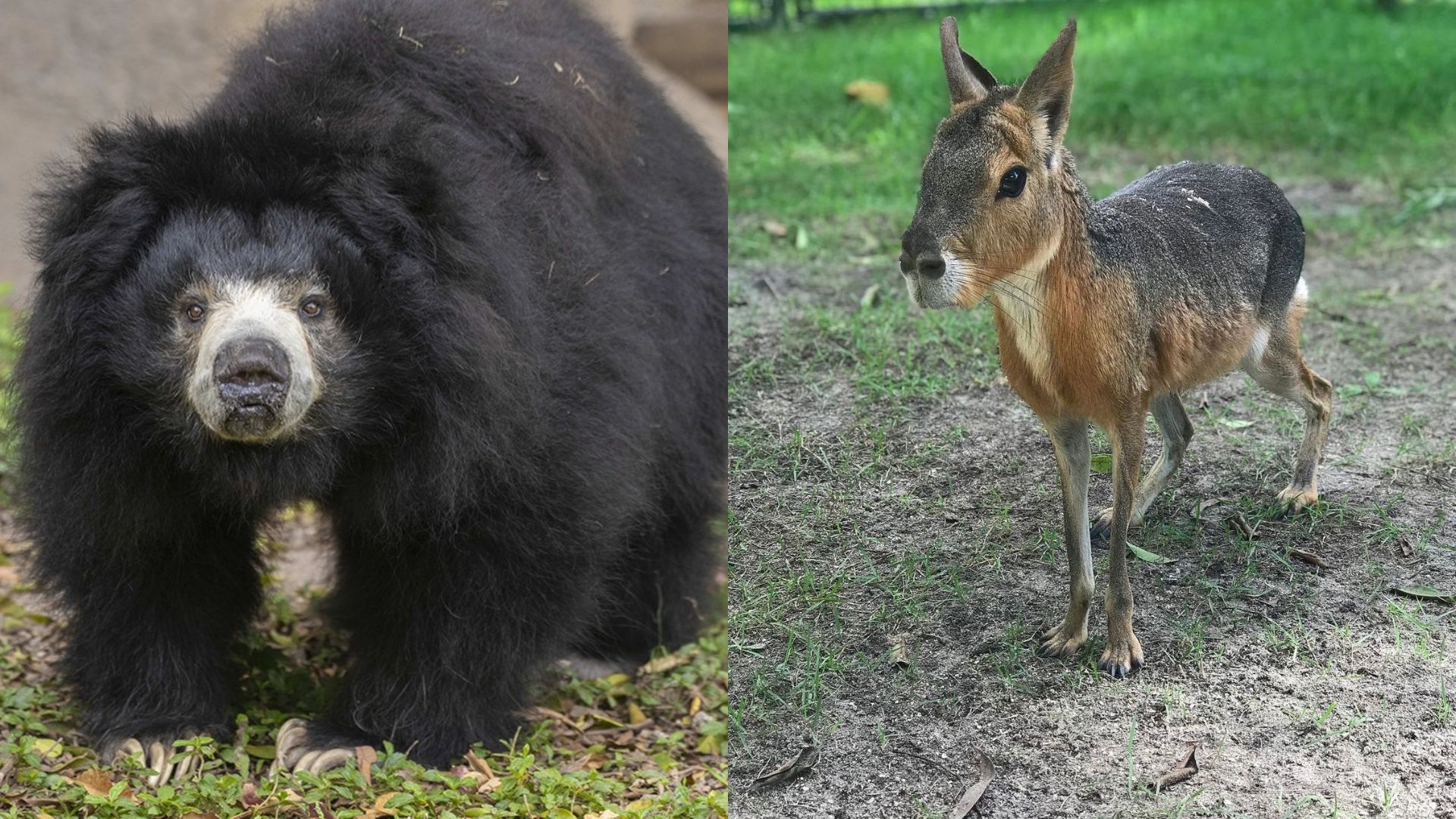 Zoo Miami announces deaths of long-time residents ‘Tango’ and ‘Keesha ...