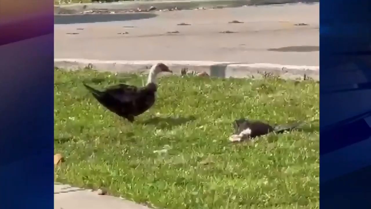 ‘It’s sickening’: Residents concerned after several ducks found dead in ...