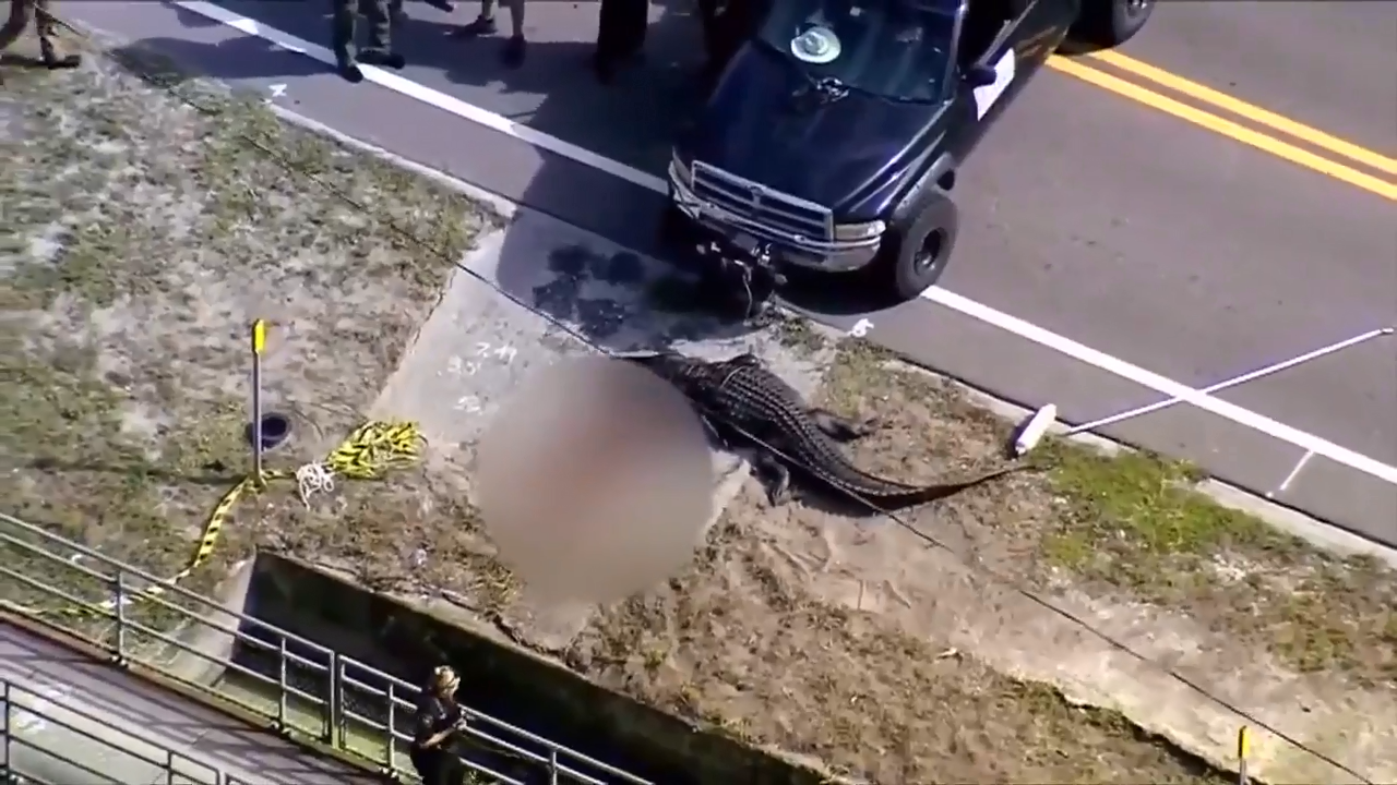 Body camera footage released in vicious alligator attack that killed a ...