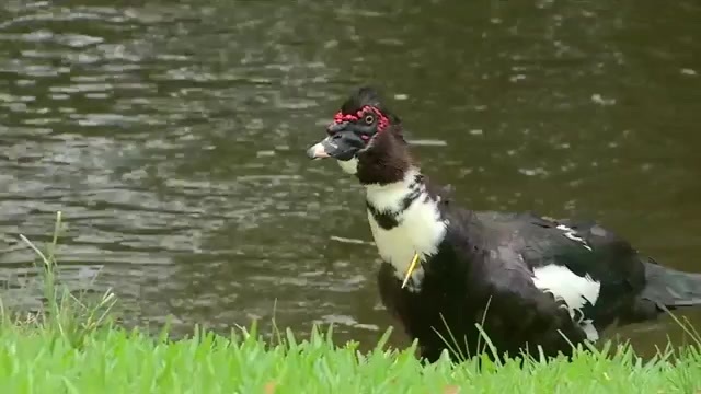 Duck found with crossbow injury in Fort Lauderdale after neighbor says ...