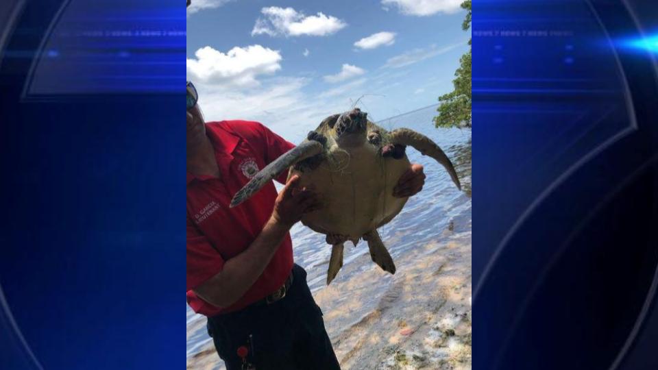 Juvenile sea turtle rescued by Coral Gables Fire Department, wildlife ...