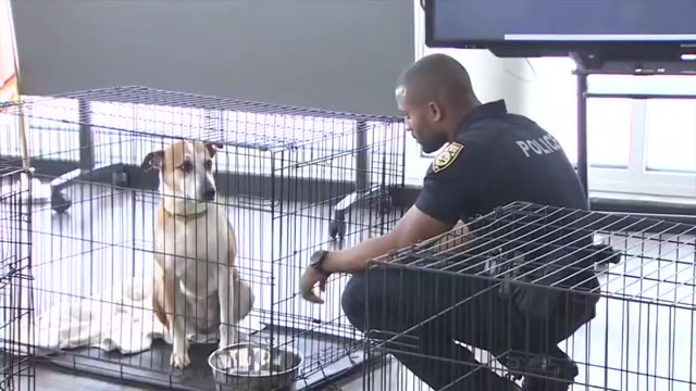 Miami Beach Police, Miami-Dade Animal Services team up for 4th pet ...