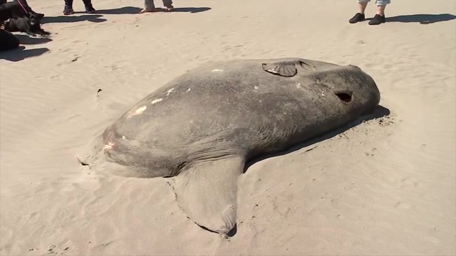 Rare 7-foot fish washed ashore on Oregon’s coast garners worldwide ...