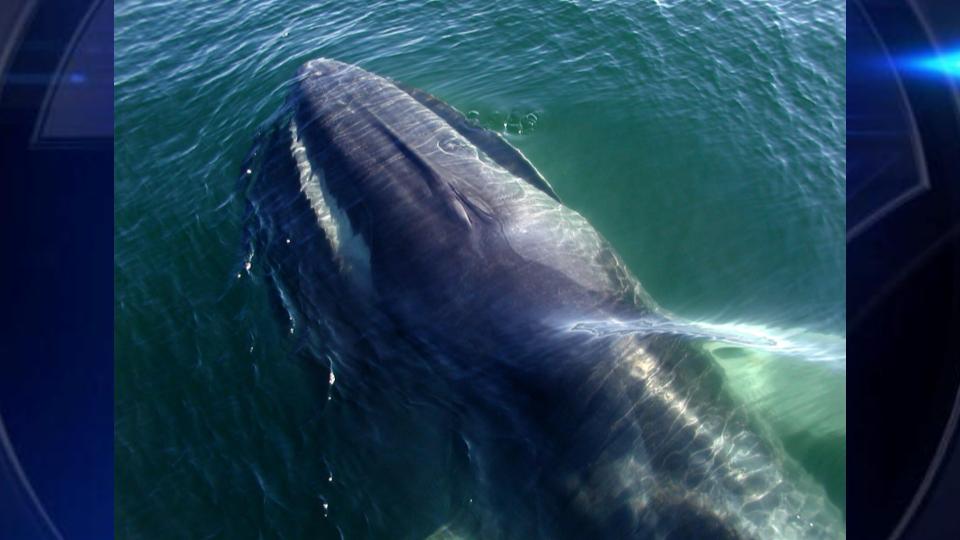 Iceland issues license for 128 fin whales to be hunted this year - WSVN ...