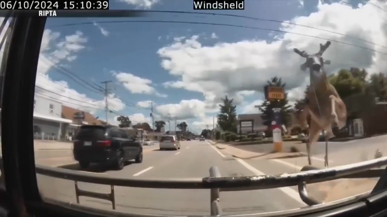 Deer crashes through bus window in Rhode Island; witnesses left in ...