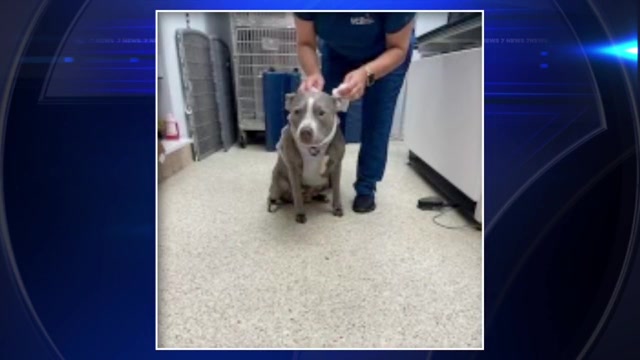 DANIA BEACH, Fla. (WSVN) – WSVN 7News | Miami News, Weather, Sports ...