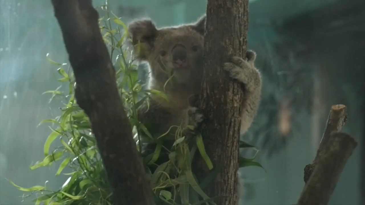 Brookfield Zoo welcomes first koalas in 90-year history - WSVN 7News ...