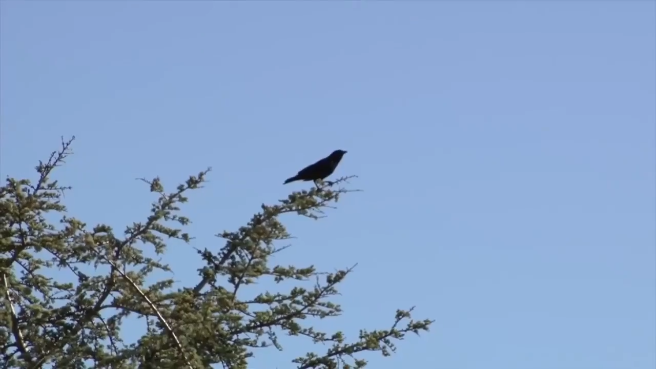 Crows can count up to four, a new study finds - WSVN 7News | Miami News ...