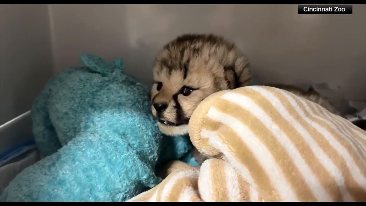 Adopted cheetah cub welcomed at Cincinnati Zoo - WSVN 7News | Miami ...
