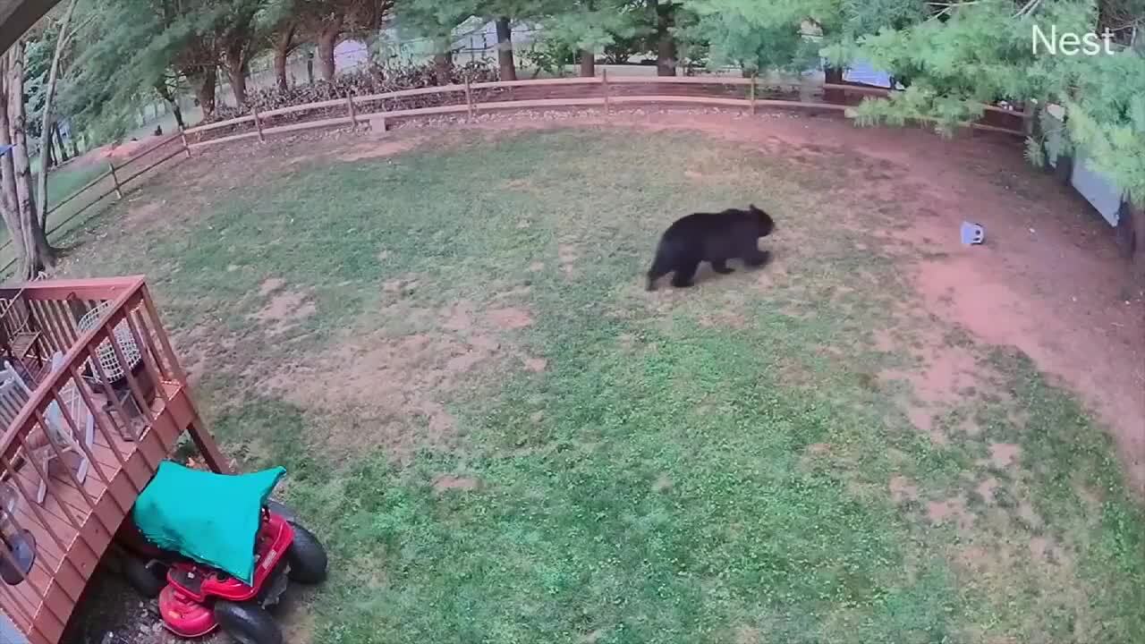‘It was frightening:’ Asheville woman recounts backyard bear encounter - WSVN 7News | Miami News ...