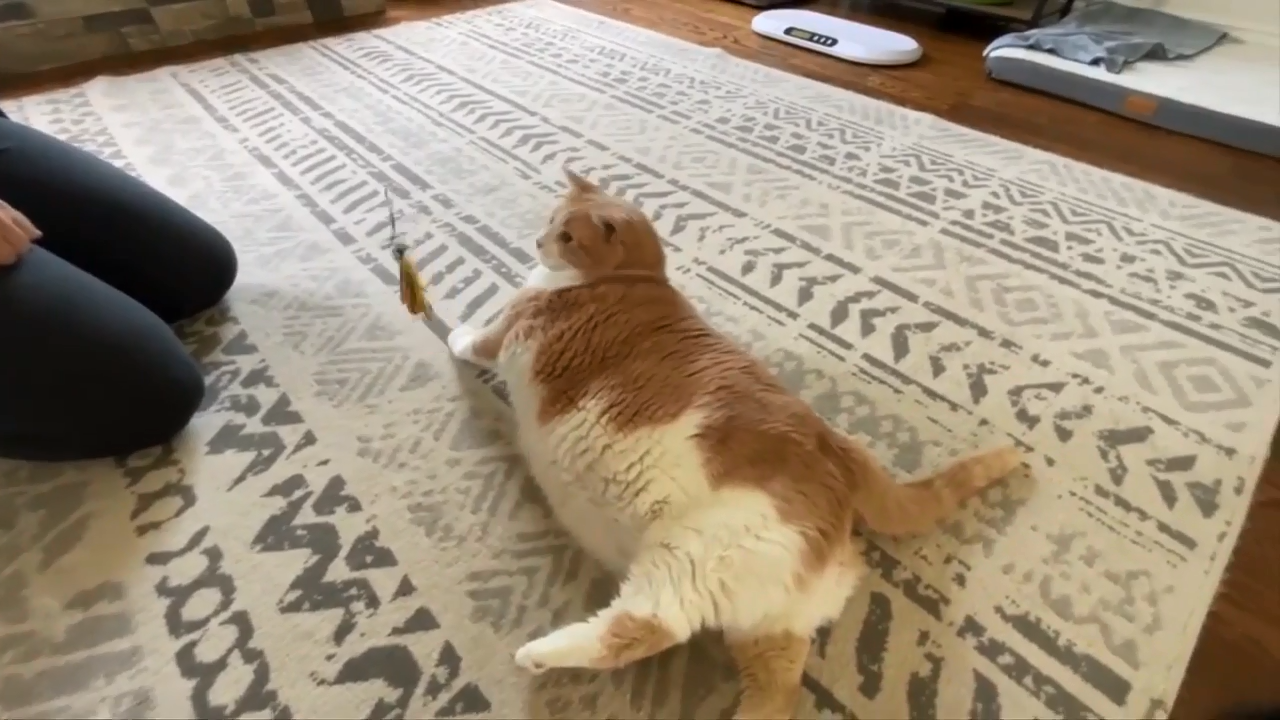 Canadian cat goes viral on TikTok for remarkable weight loss journey ...