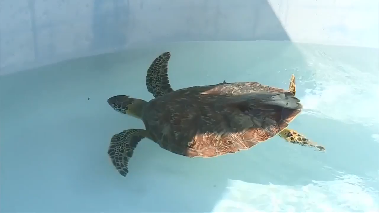 Florida marine center names resident sea turtle ‘Stanley’ after Florida ...