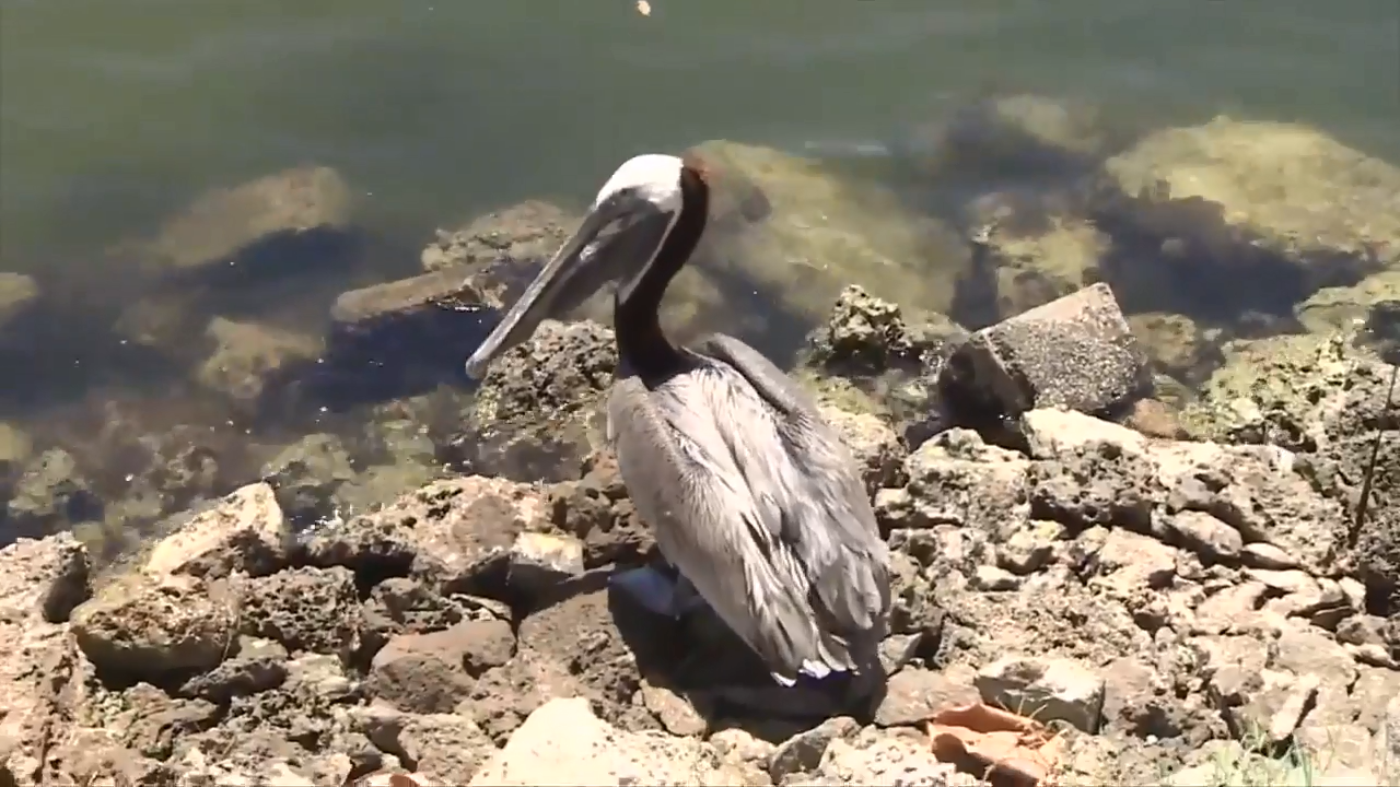 Injured pelican released into wild after groundbreaking surgery at ...