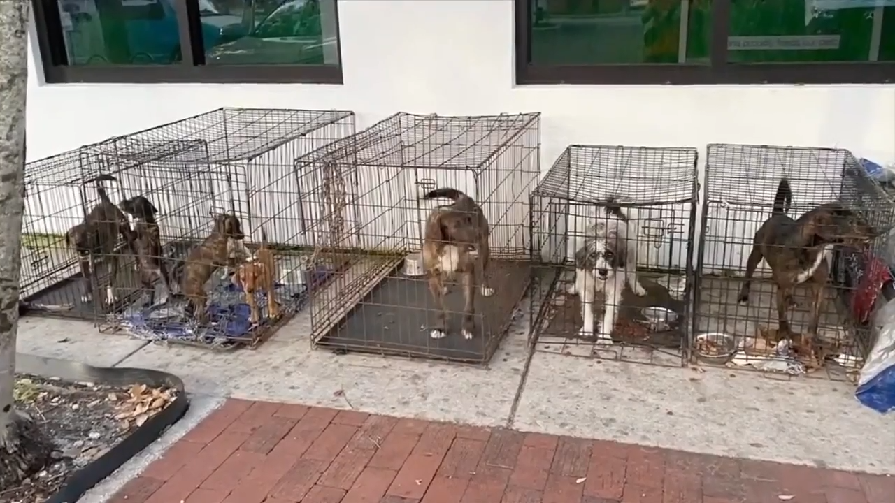 8-dogs-dropped-off-in-cages-outside-of-Humane-Society-of-Greater-Miami ...