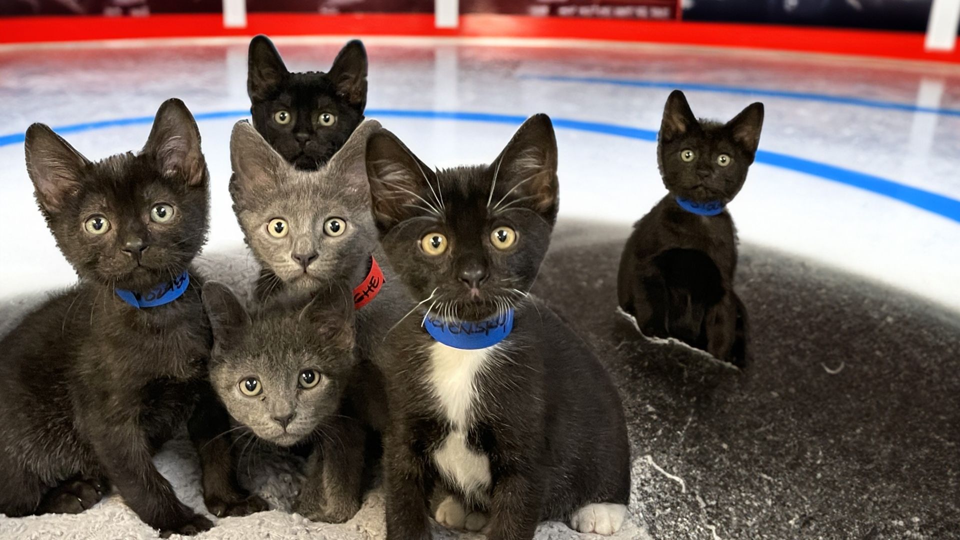 Humane Society of Broward County offers half-price cat adoptions in ...