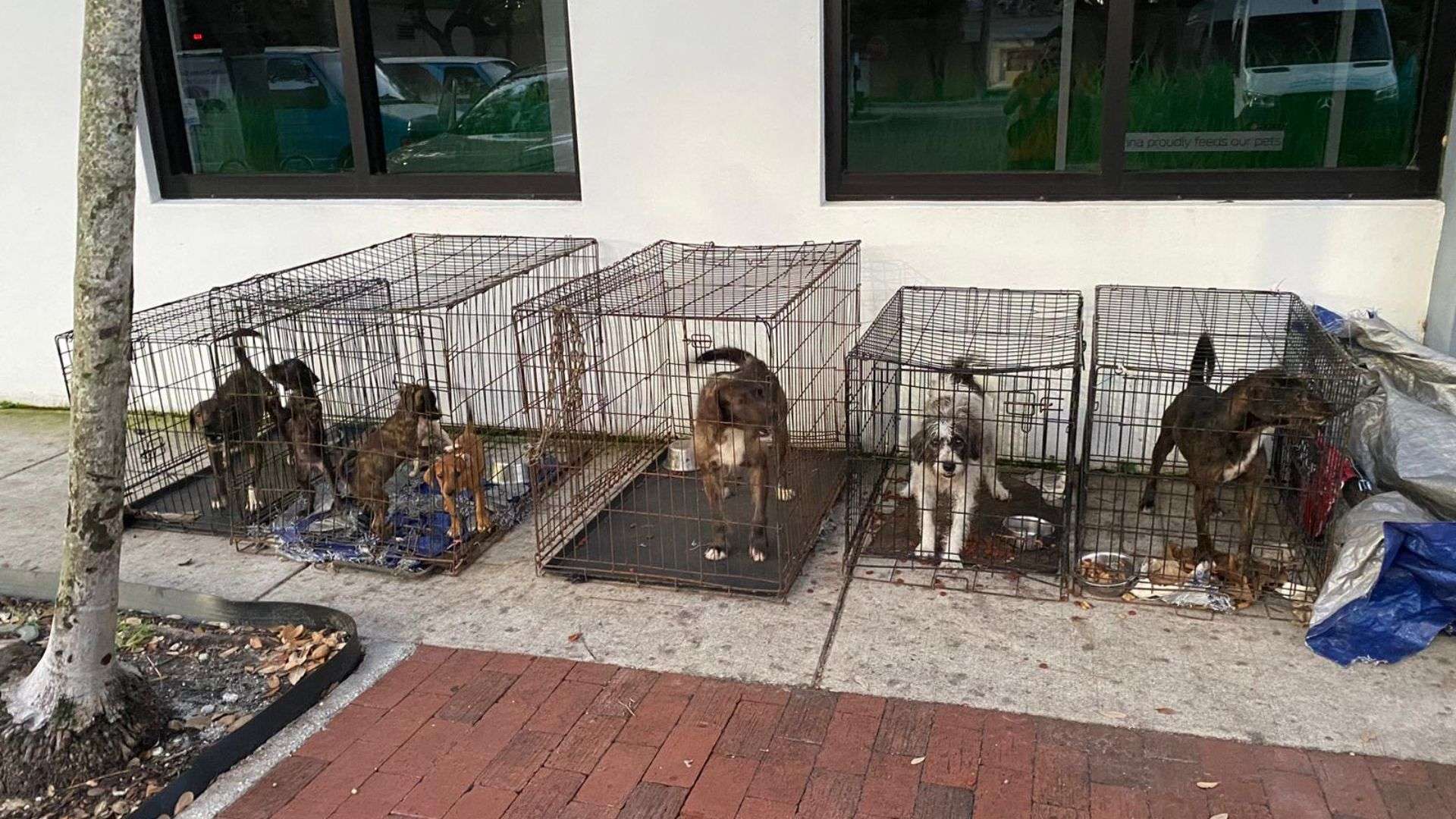 8 dogs dropped off in battered cages outside Humane Society of Greater ...