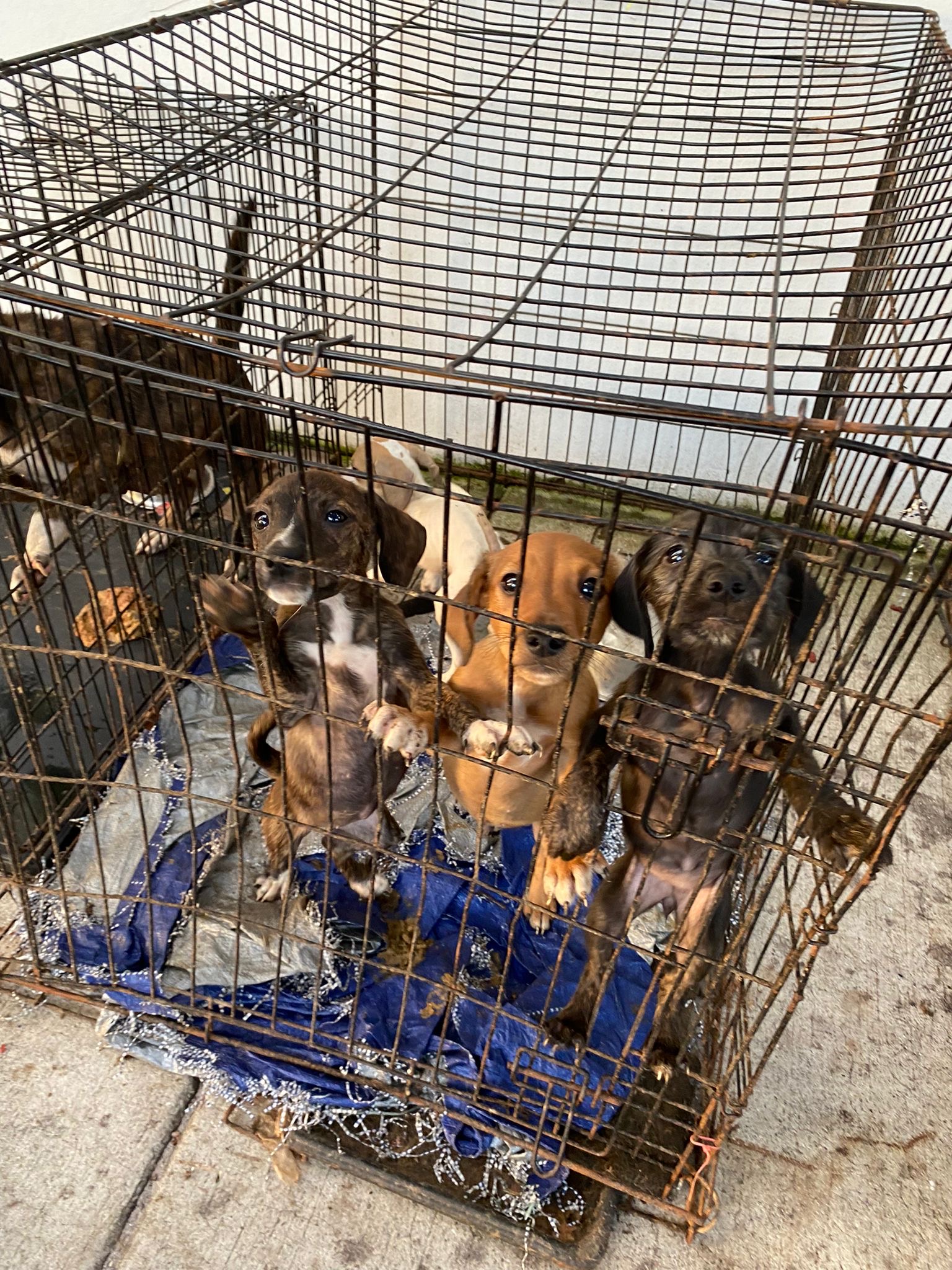 8 dogs dropped off in battered cages outside Humane Society of Greater ...