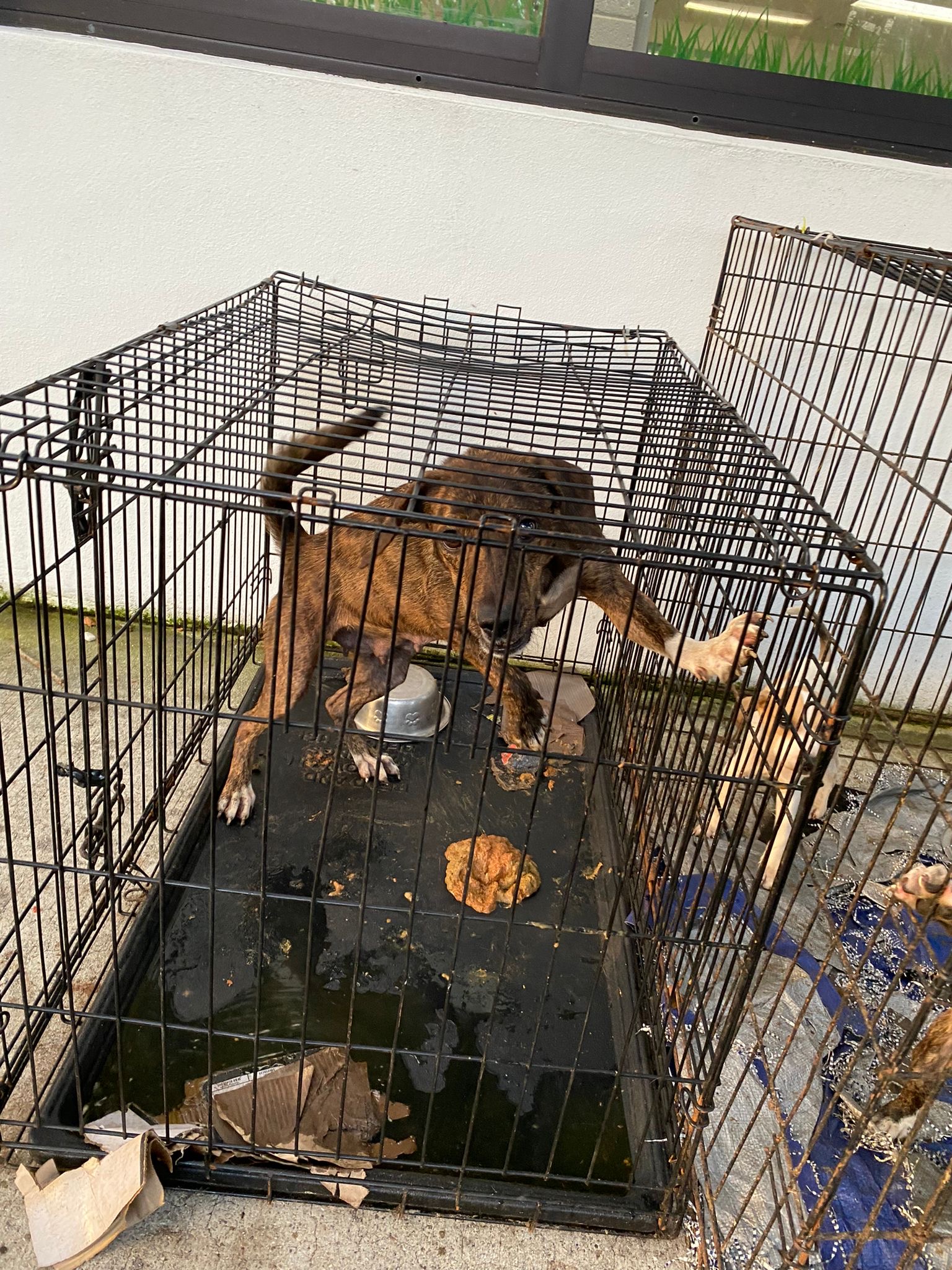 8 dogs dropped off in battered cages outside Humane Society of Greater ...