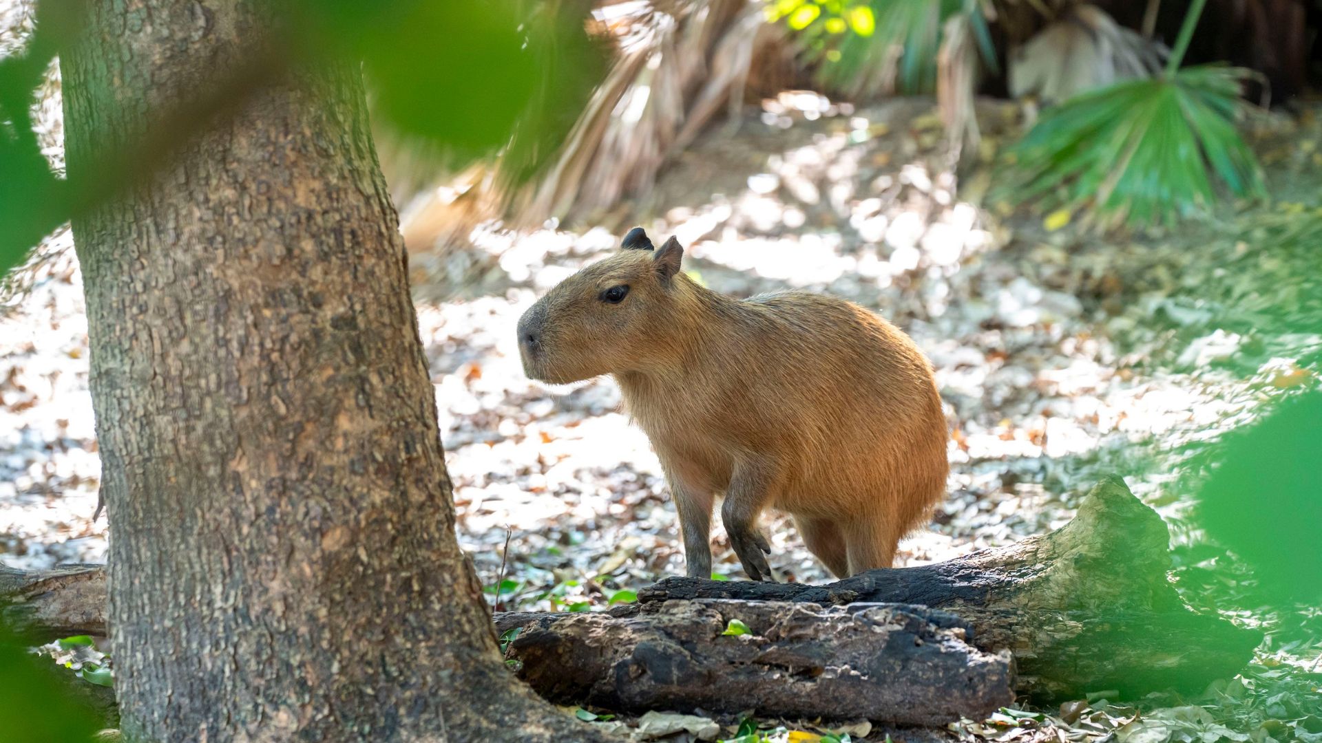 Female capybara goes to Florida as part of a breeding program for the ...