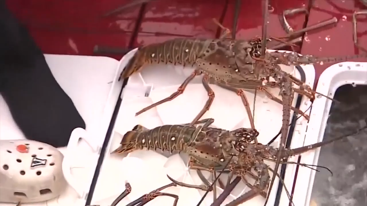 FWC discuss regulations as 2-day lobster mini-season set to kick off ...