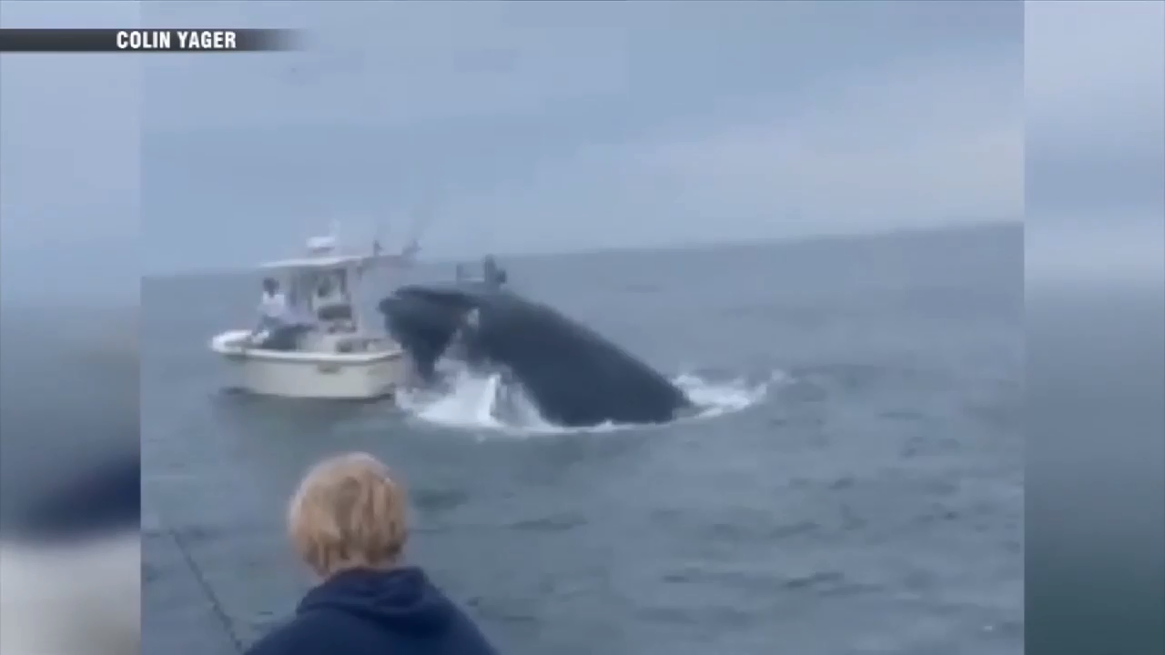 Whale surfaces, capsizes fishing boat off New Hampshire coast - WSVN ...