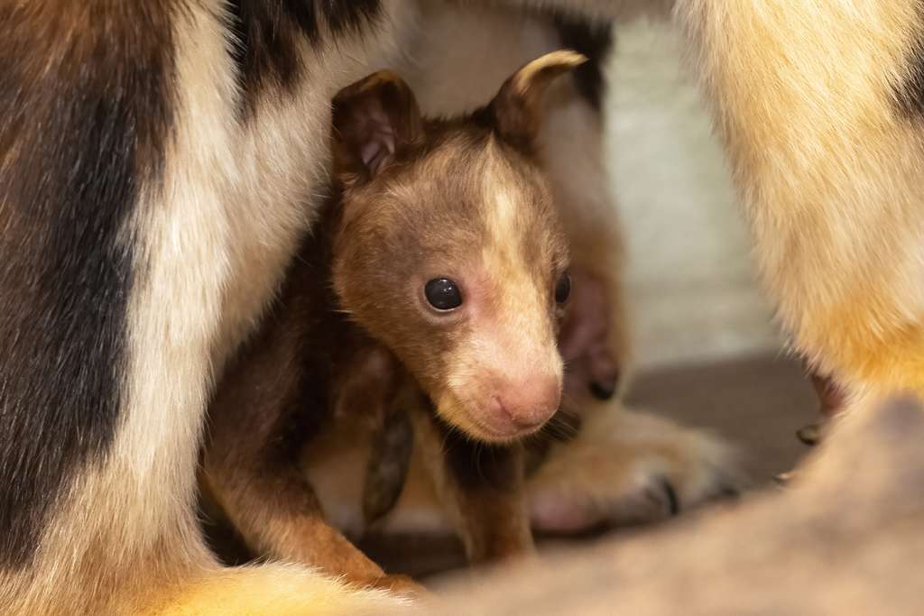 new tree kangaroo