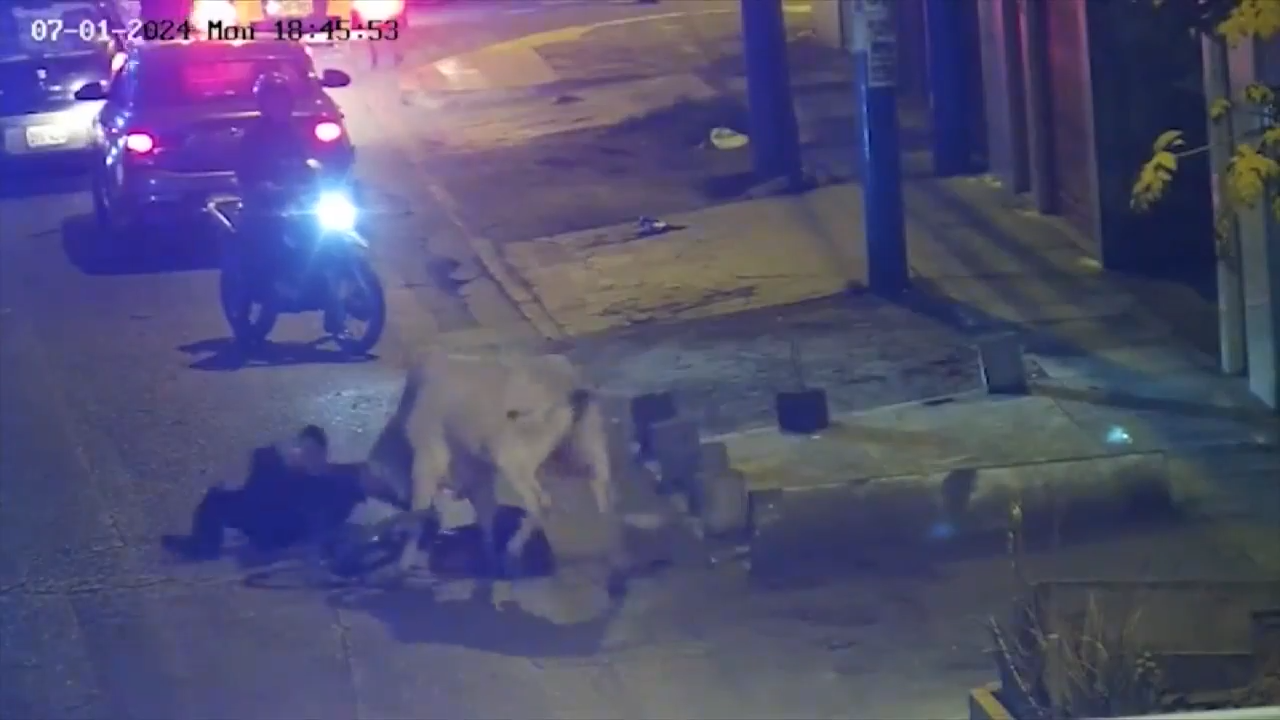 Bull on the loose causes chaos in Peru - WSVN 7News | Miami News ...