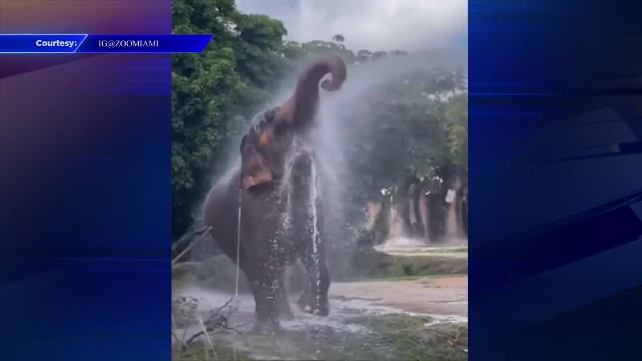 Miami-Dade Fire Rescue crews help keep Zoo Miami elephants cool - WSVN ...