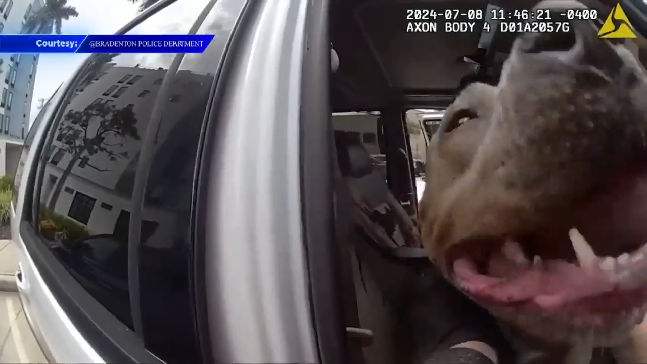 Bradenton Police officer rescues dog trapped in hot car - WSVN 7News ...