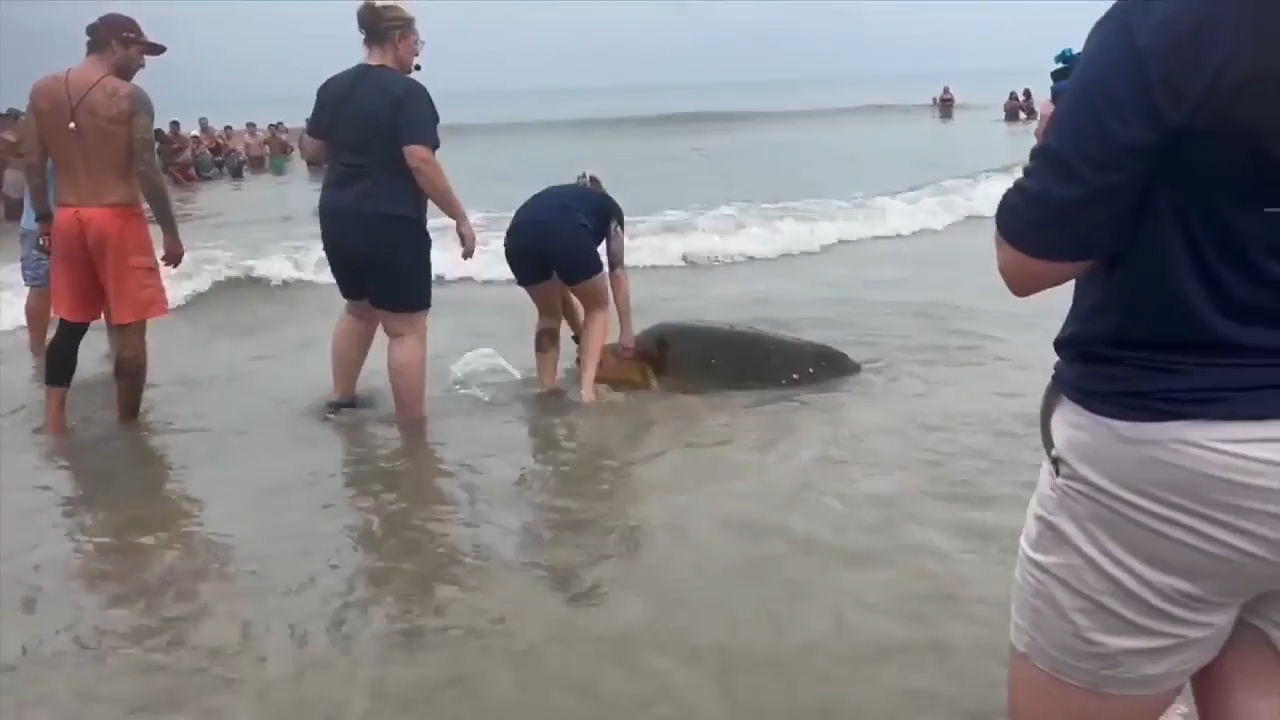 Bubba the sea turtle returns to ocean after rehabilitation at Florida ...