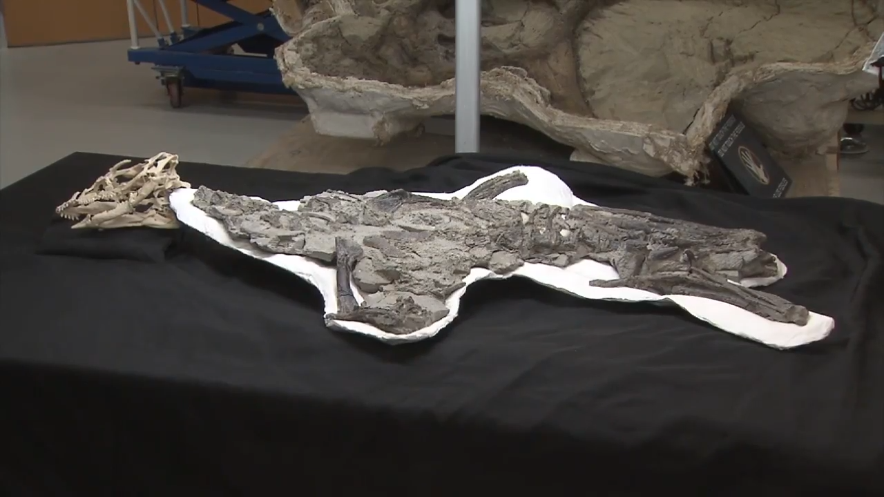 New burrowing species of dinosaur unearthed by paleontologists - WSVN ...