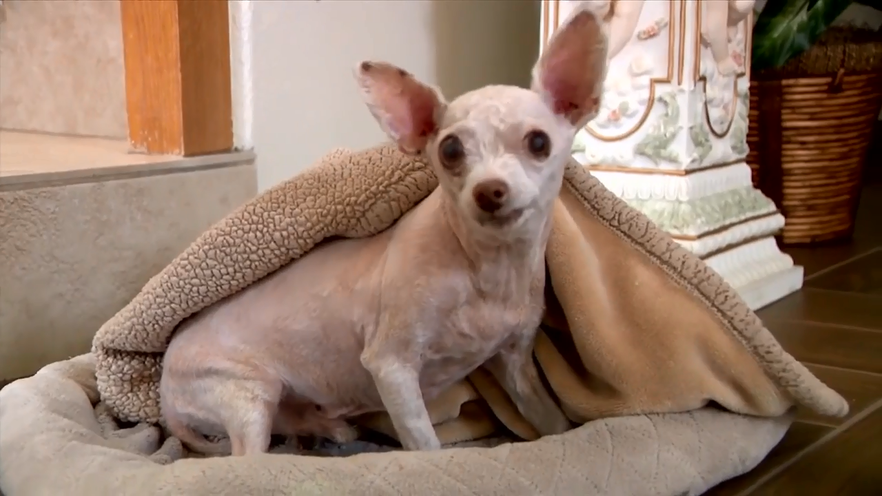 Las Vegas woman reunited with dog after nearly a decade - WSVN 7News ...