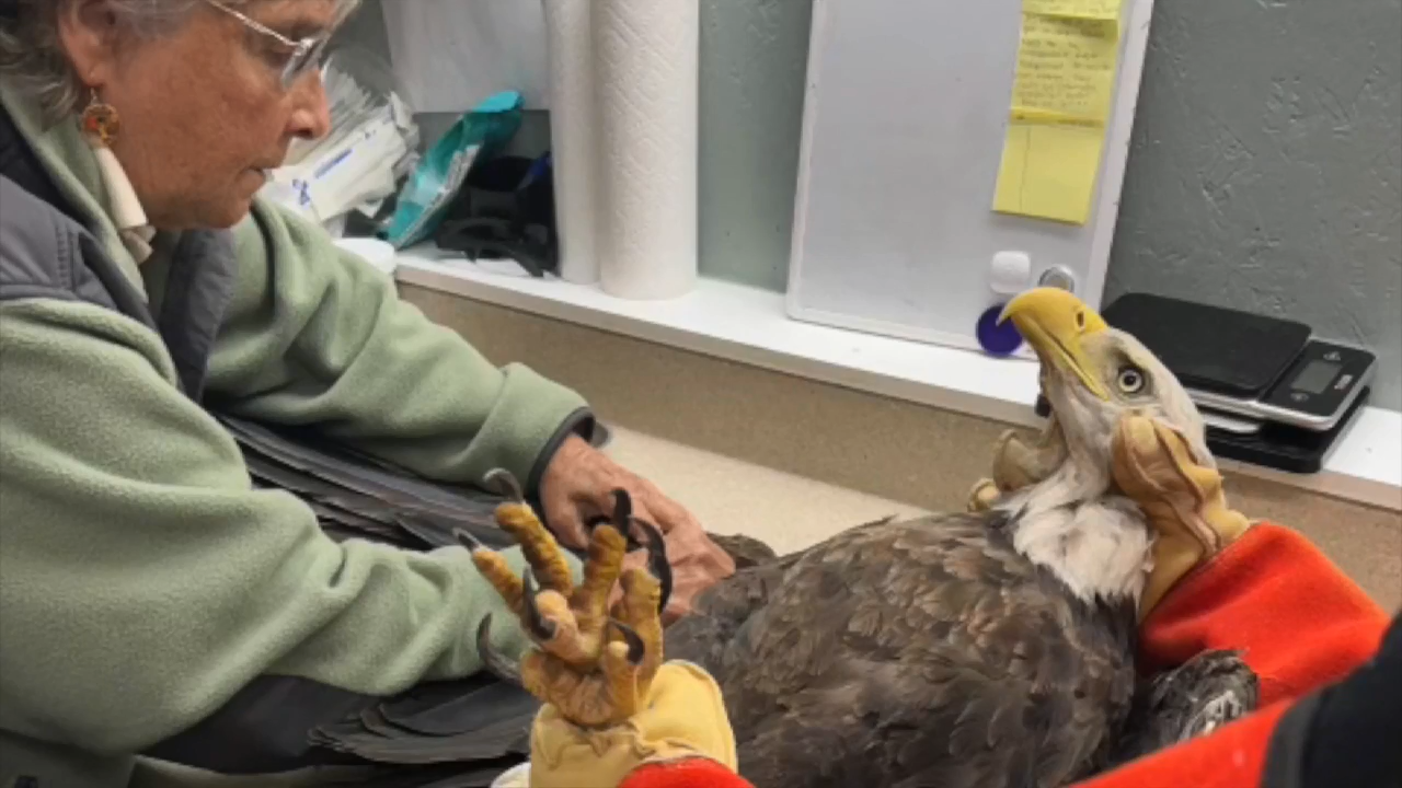 Beloved bald eagle on the road to recovery after being rescued in Ohio ...