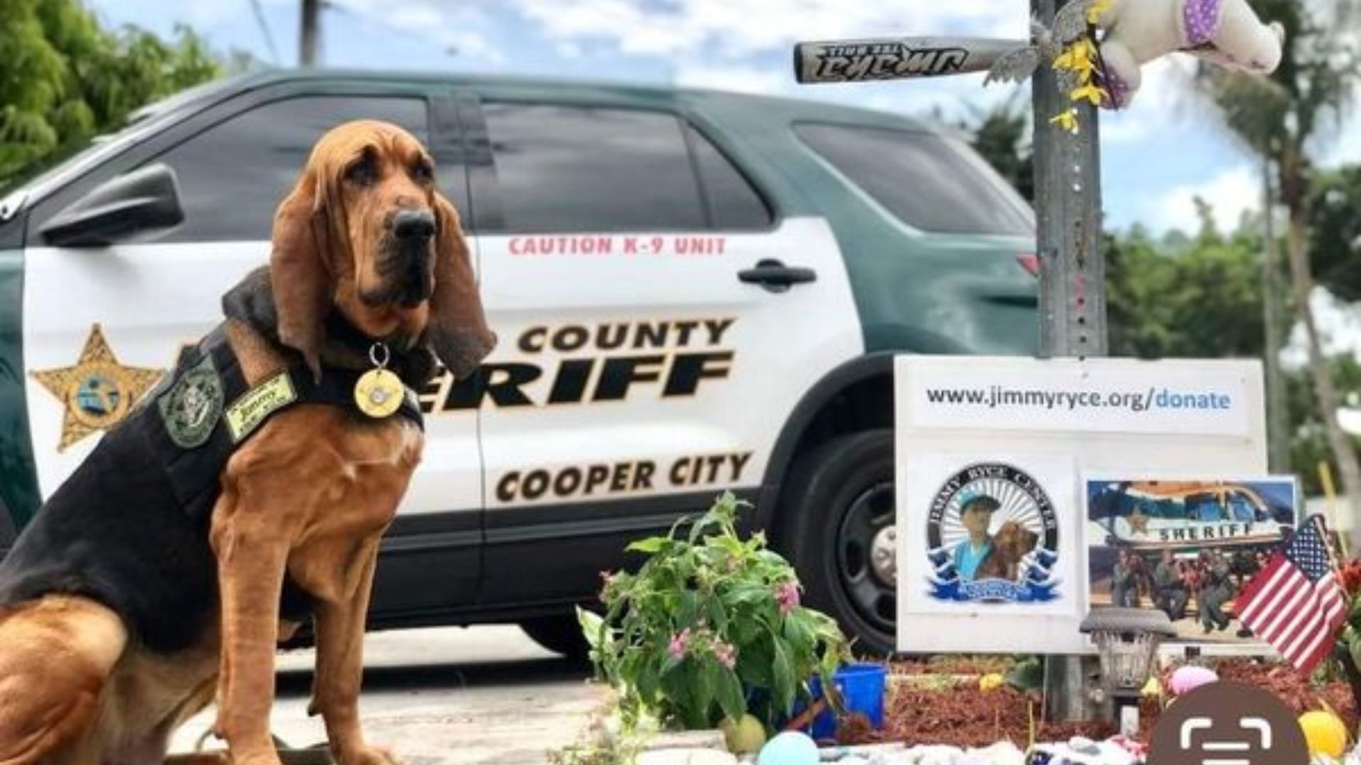 Broward Sheriff’s Office K-9 Macie passes away at 11 - WSVN 7News ...