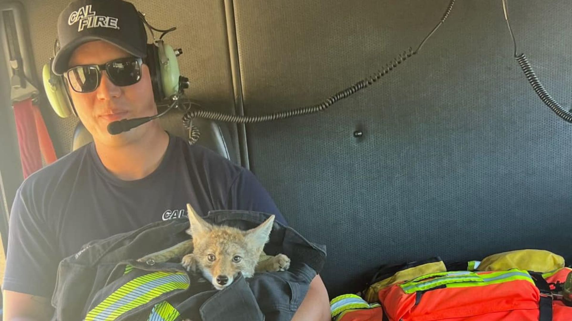 California firefighters rescue dehydrated coyote pup without a mom ...