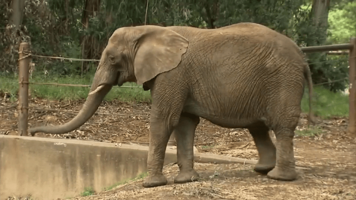 Last remaining African elephant moving to be reunited with old ...