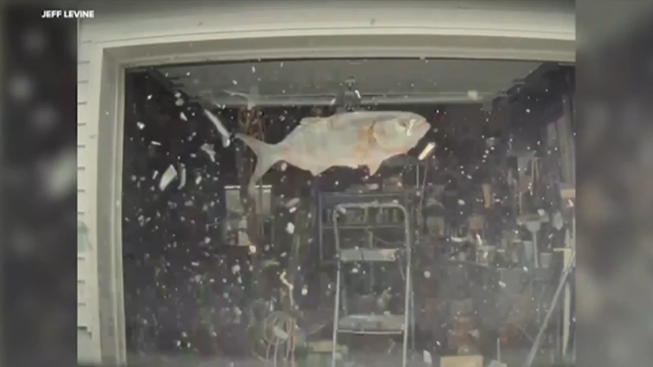 New Jersey family may have solved the mystery behind a fish landing on ...