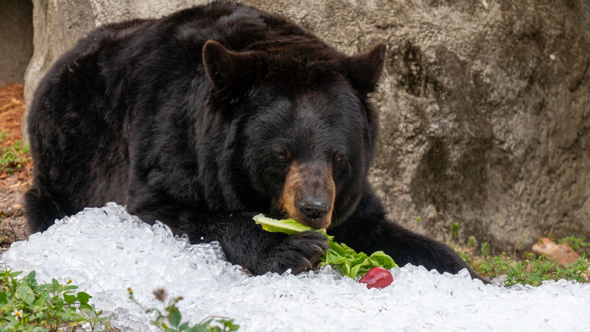 Frozen treats, cold showers and lots of ice; Florida zoo works to ...