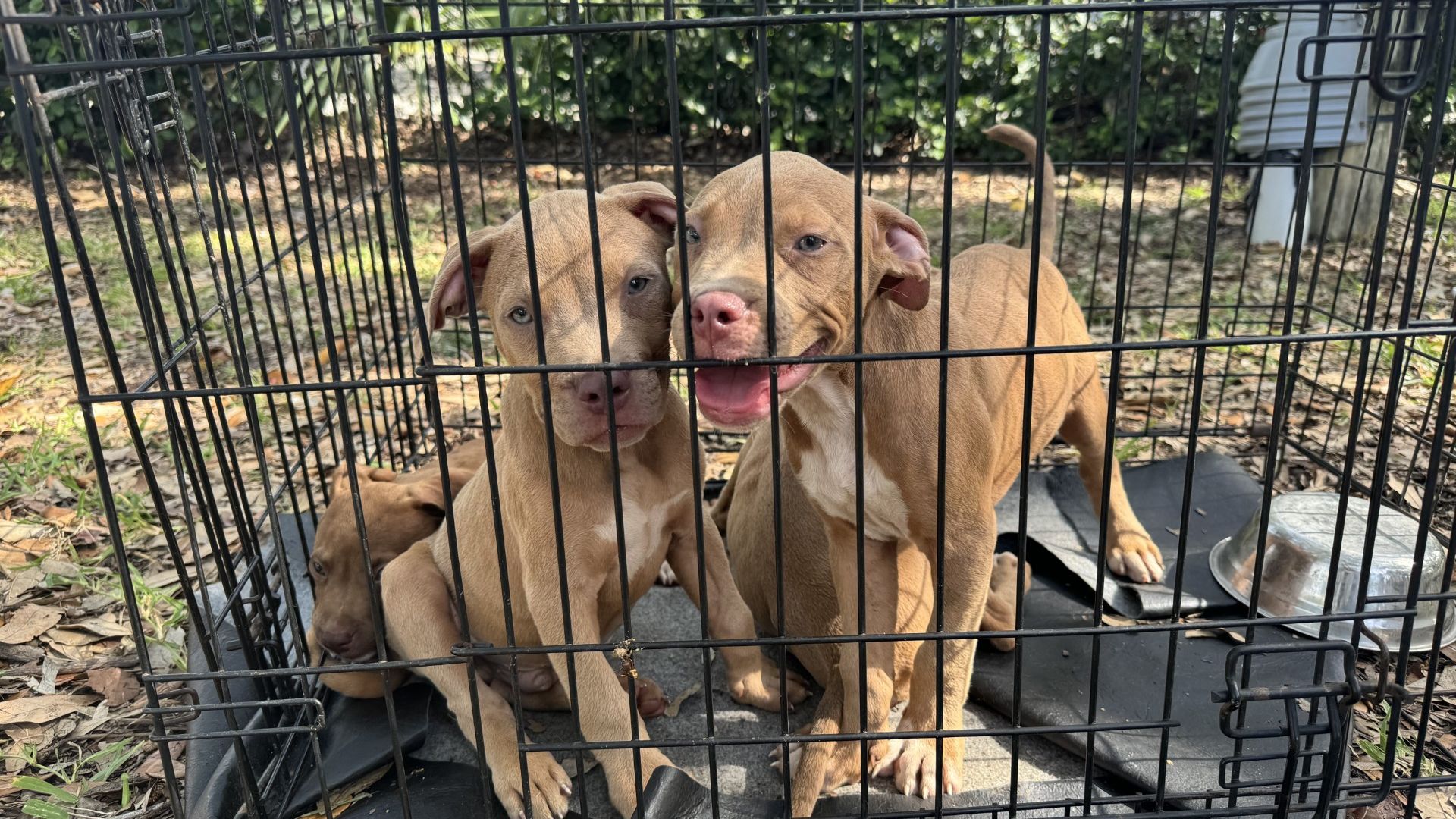 7 puppies found abandoned at Humane Society shelter in North Miami ...