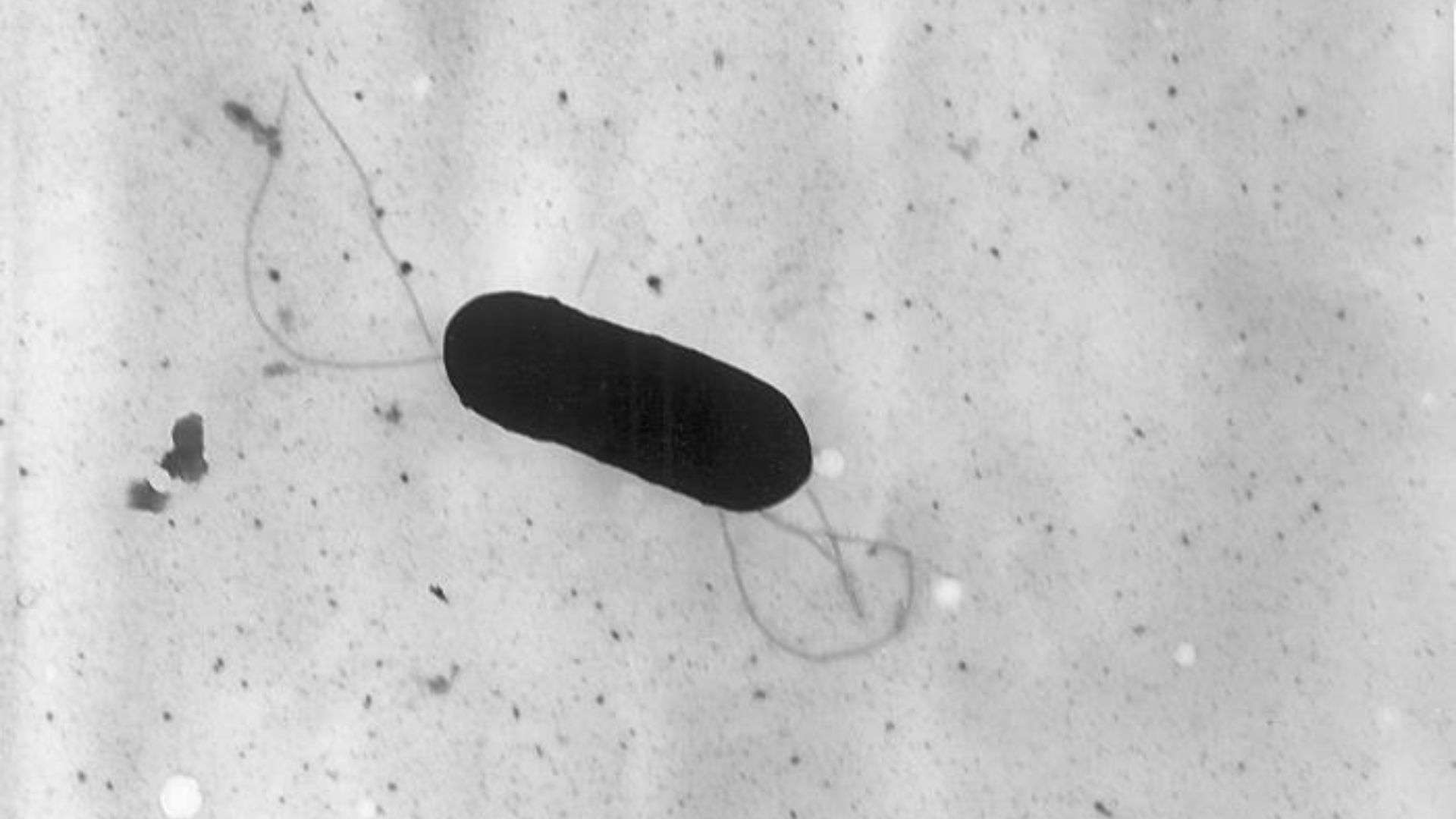 Recall of Boar’s Head deli meats announced during investigation of ...
