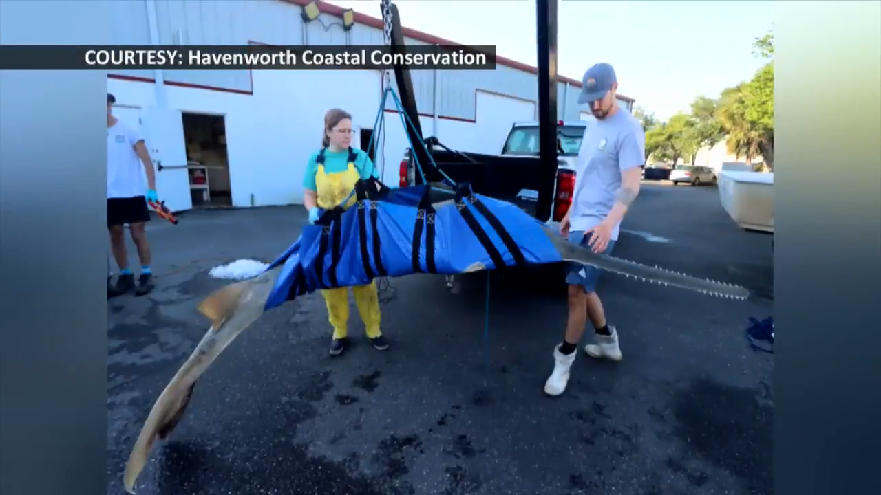 Scientists continue to search for answers as Florida sawfish continue ...